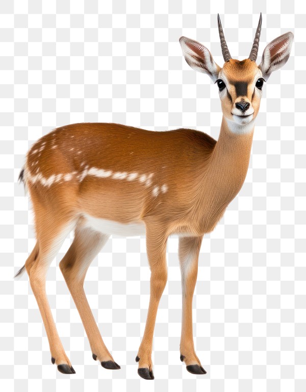 PNG Animal wildlife mammal herbivorous. | Premium PNG - rawpixel