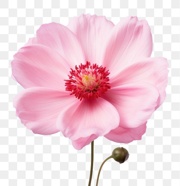 PNG Blossom flower dahlia petal. | Premium PNG - rawpixel