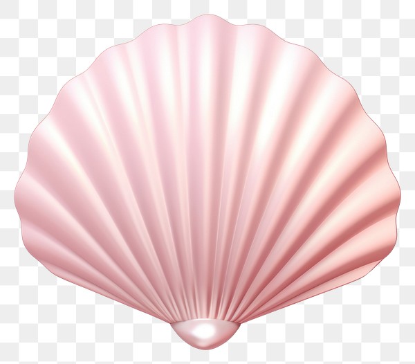 PNG Seashell clam transparent background | Premium PNG - rawpixel
