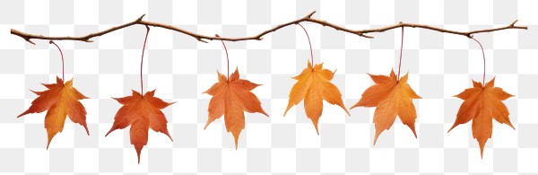 PNG Maple leaves branch plant | Premium PNG - rawpixel