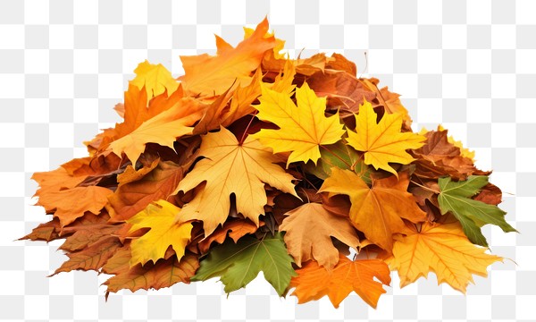 PNG Maple plant tree celebration. | Premium PNG - rawpixel