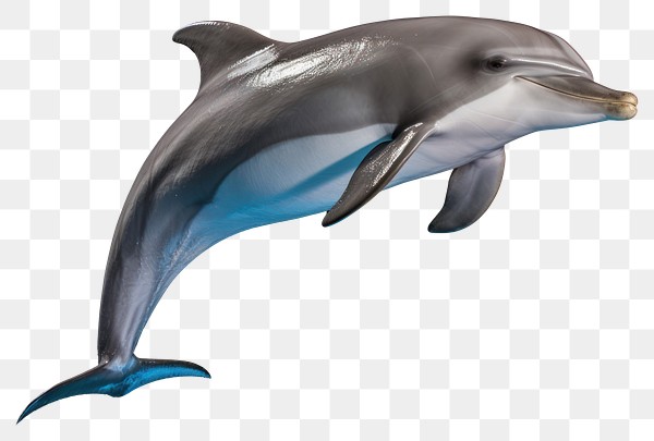 PNG Dolphin animal mammal fish. | Premium PNG - rawpixel