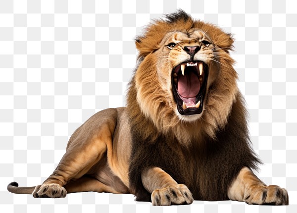 PNG Wildlife mammal animal aggression | Premium PNG - rawpixel