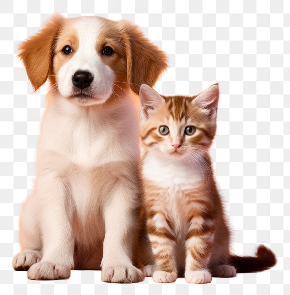 PNG Mammal animal puppy pet | Premium PNG - rawpixel