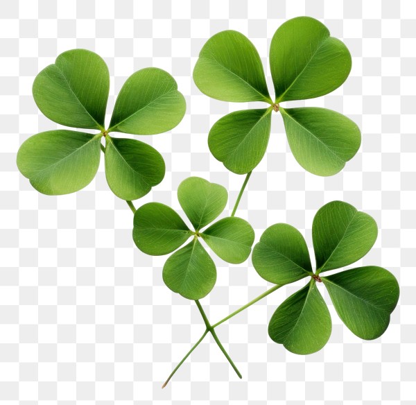 PNG Leaf clover plant | Premium PNG - rawpixel