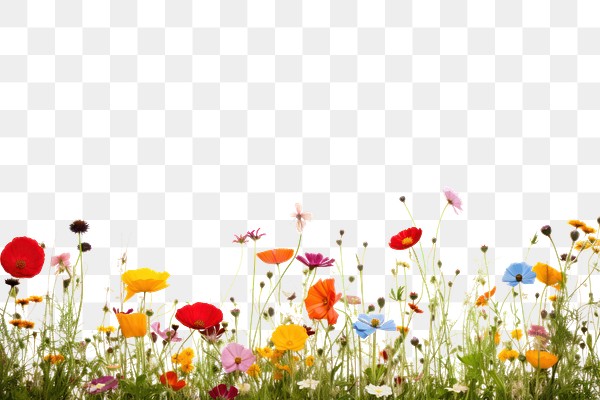 PNG Flower field backgrounds grassland | Premium PNG - rawpixel
