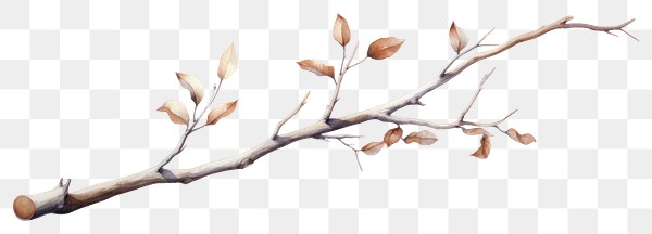 PNG Twig plant twig tree. | Premium PNG - rawpixel