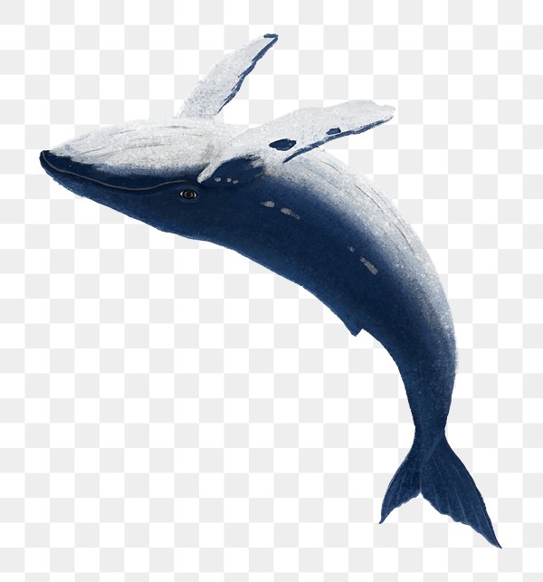 Humpback whale png sticker, animal | Premium PNG - rawpixel