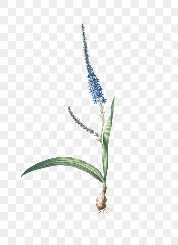 Ixia plantaginea png sticker, vintage | Premium PNG - rawpixel