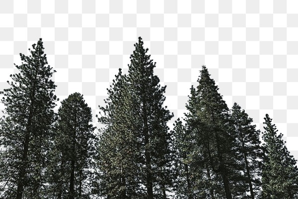 PNG Pine trees border, transparent | Premium PNG - rawpixel