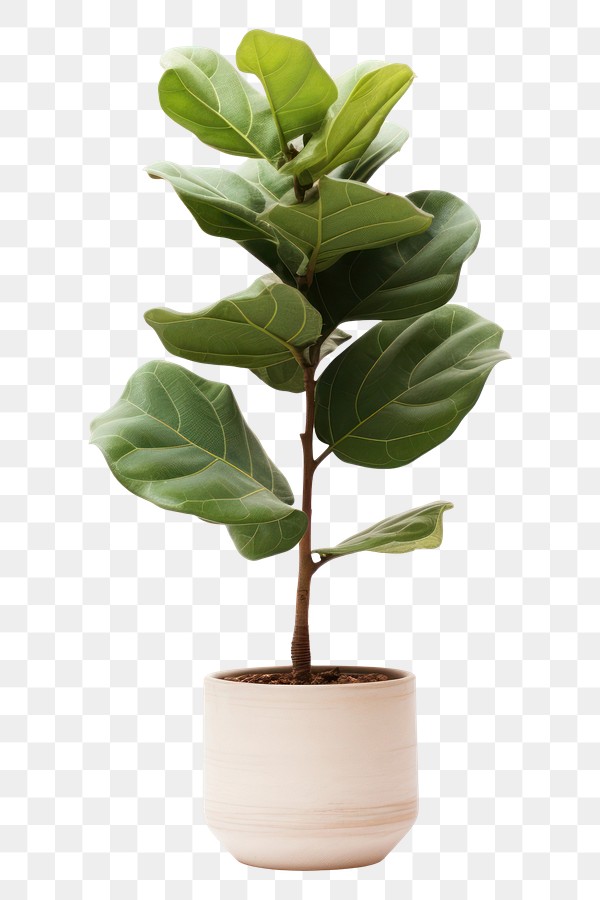 PNG Fiddle fig plant leaf, | Premium PNG - rawpixel