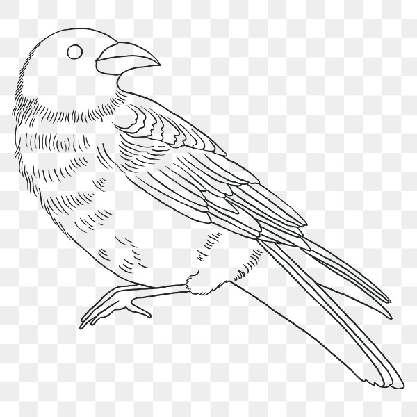 Bird outline png, spiritual illustration, | Premium PNG - rawpixel