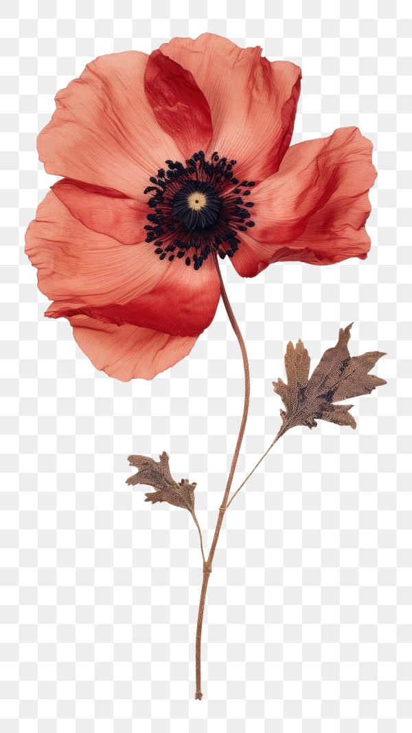 PNG Real Pressed single red | Free PNG - rawpixel