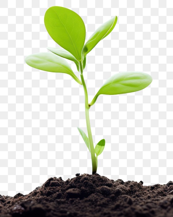 PNG Agriculture beginnings cultivated freshness. | Premium PNG - rawpixel