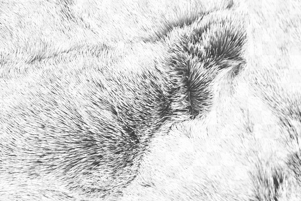 Animal fur png overlay texture, | Free PNG - rawpixel