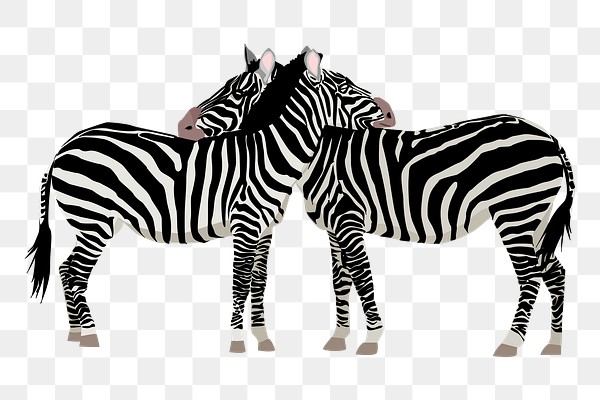 Two zebra friends png sticker | Free PNG - rawpixel