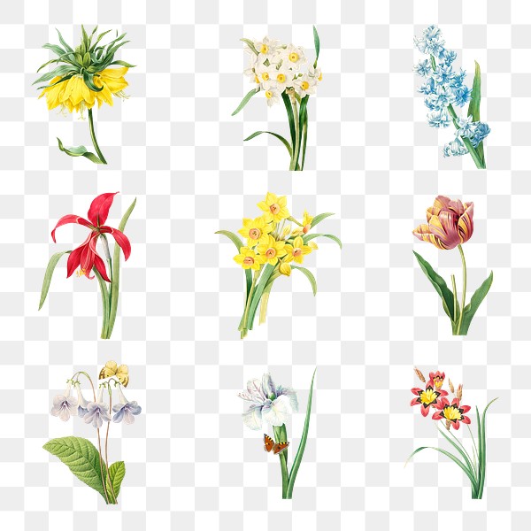 Flower sticker overlay design element | Premium PNG - rawpixel