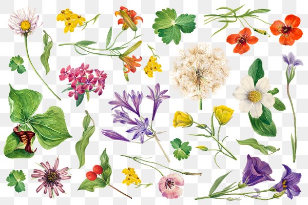 Png blooming wild flowers botanical | Free PNG - rawpixel