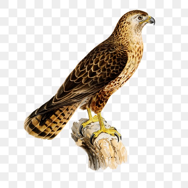 Transparent sticker buzzard bird hand | Premium PNG Sticker - rawpixel