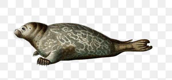 Vintage earless seal png animal, | Free PNG Sticker - rawpixel