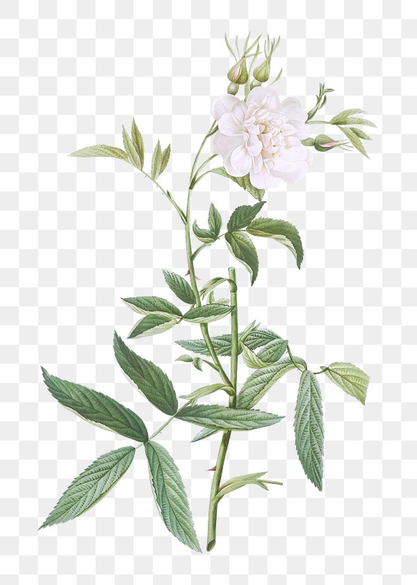 White rose York transparent png | Premium PNG Sticker - rawpixel