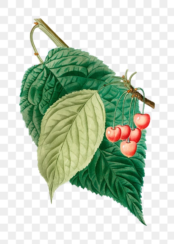 Cherry tree plant transparent png | Premium PNG Sticker - rawpixel