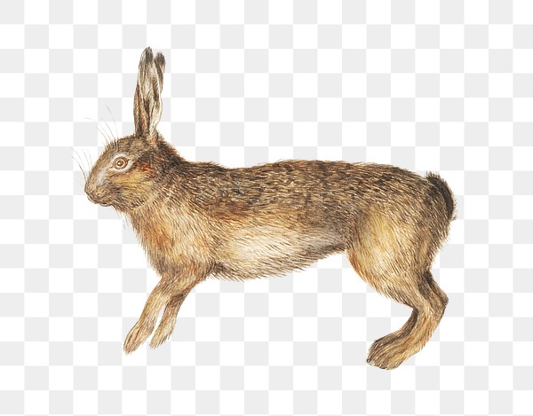 Vintage hare illustration | Premium PNG Sticker - rawpixel