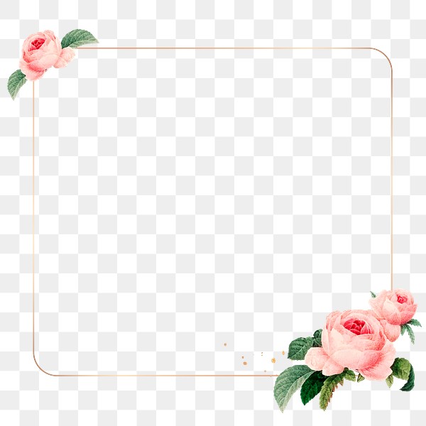 Pink cabbage rose pattern gold | Premium PNG - rawpixel