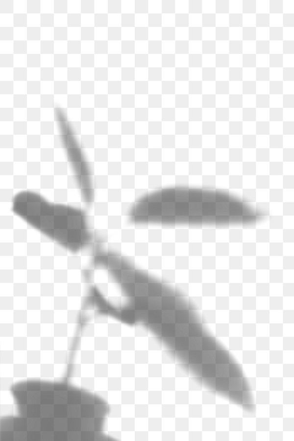 Shadow of plant design element | Premium PNG - rawpixel