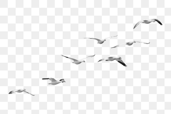 Flying birds border png sticker | Premium PNG - rawpixel