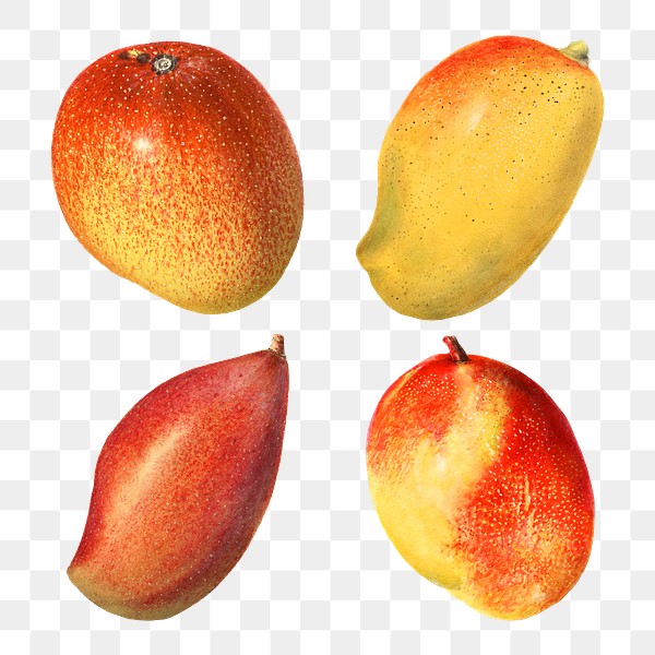 Hand drawn natural fresh mango | Premium PNG - rawpixel