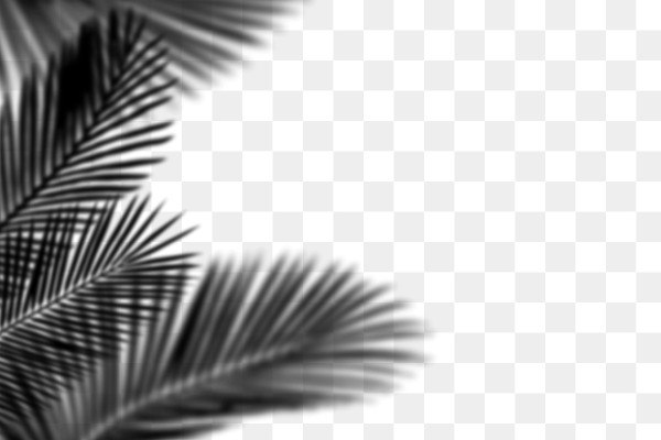 PNG palm tree shadow design | Free PNG - rawpixel