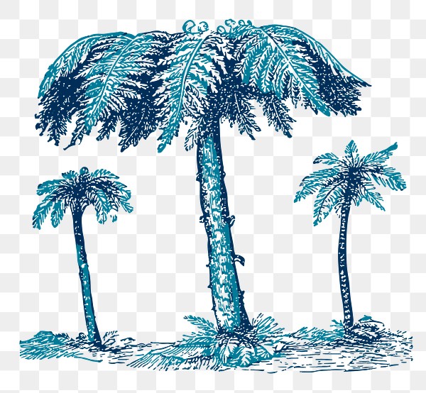 Fern tree png sticker classic | Premium PNG Sticker - rawpixel