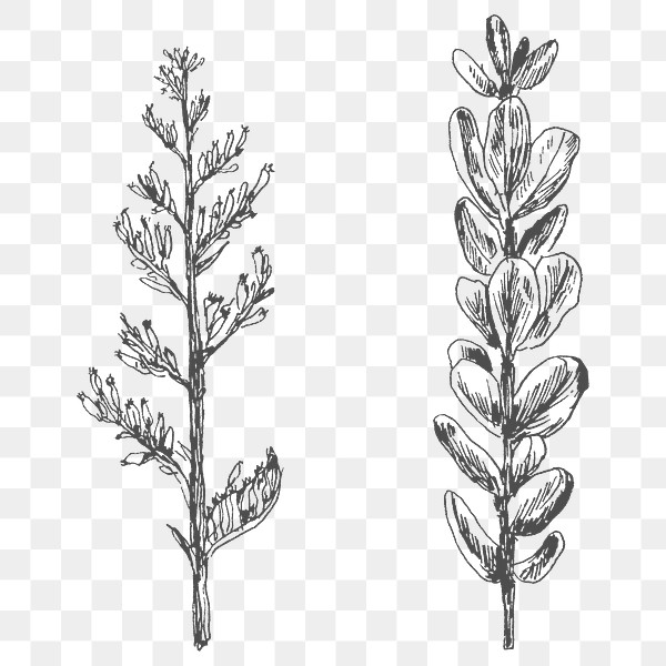 Hand drawn plants collection transparent | Premium PNG Sticker - rawpixel