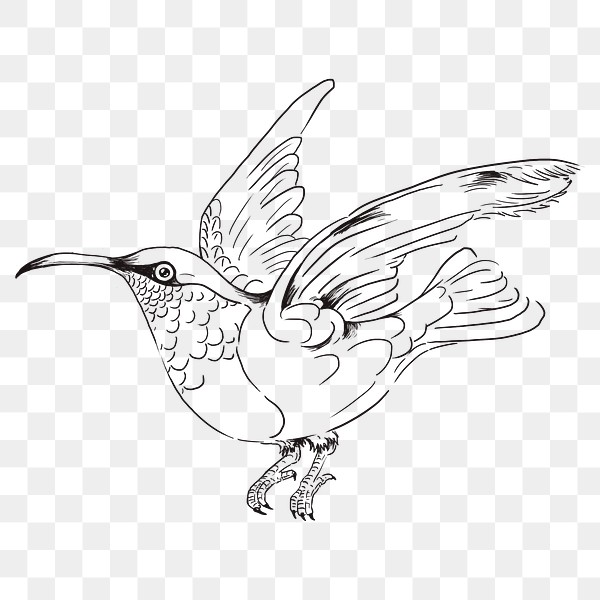 Hand drawn hummingbird transparent png | Premium PNG Sticker - rawpixel
