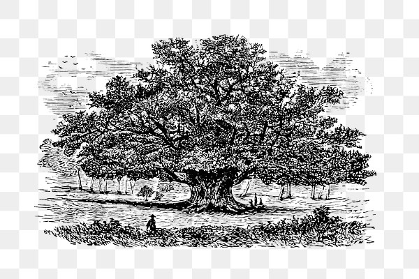 Vintage tree illustration
