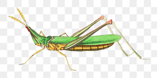 Png hand drawn green locust | Premium PNG Sticker - rawpixel