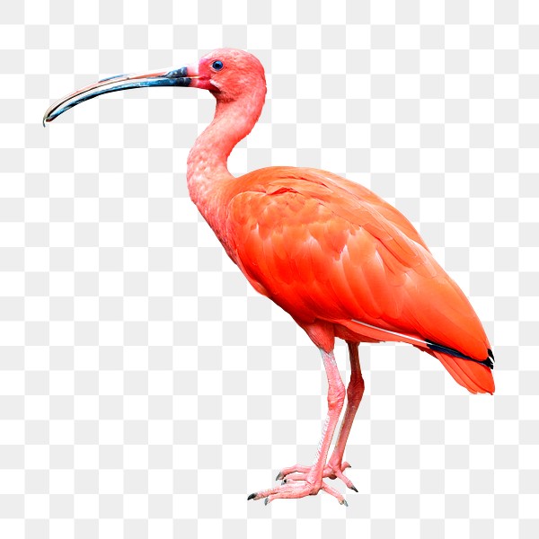 Scarlet ibis png, bird, transparent | Premium PNG - rawpixel