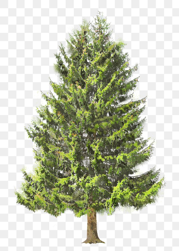 Spruce tree png sticker, watercolor | Premium PNG - rawpixel