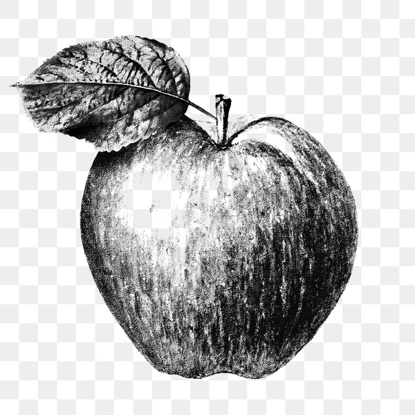 Monotone apple illustration sketch style | Premium PNG Sticker - rawpixel