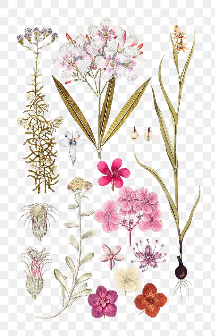 Oleander Images | Free Vectors, PNGs, Mockups & Backgrounds - rawpixel