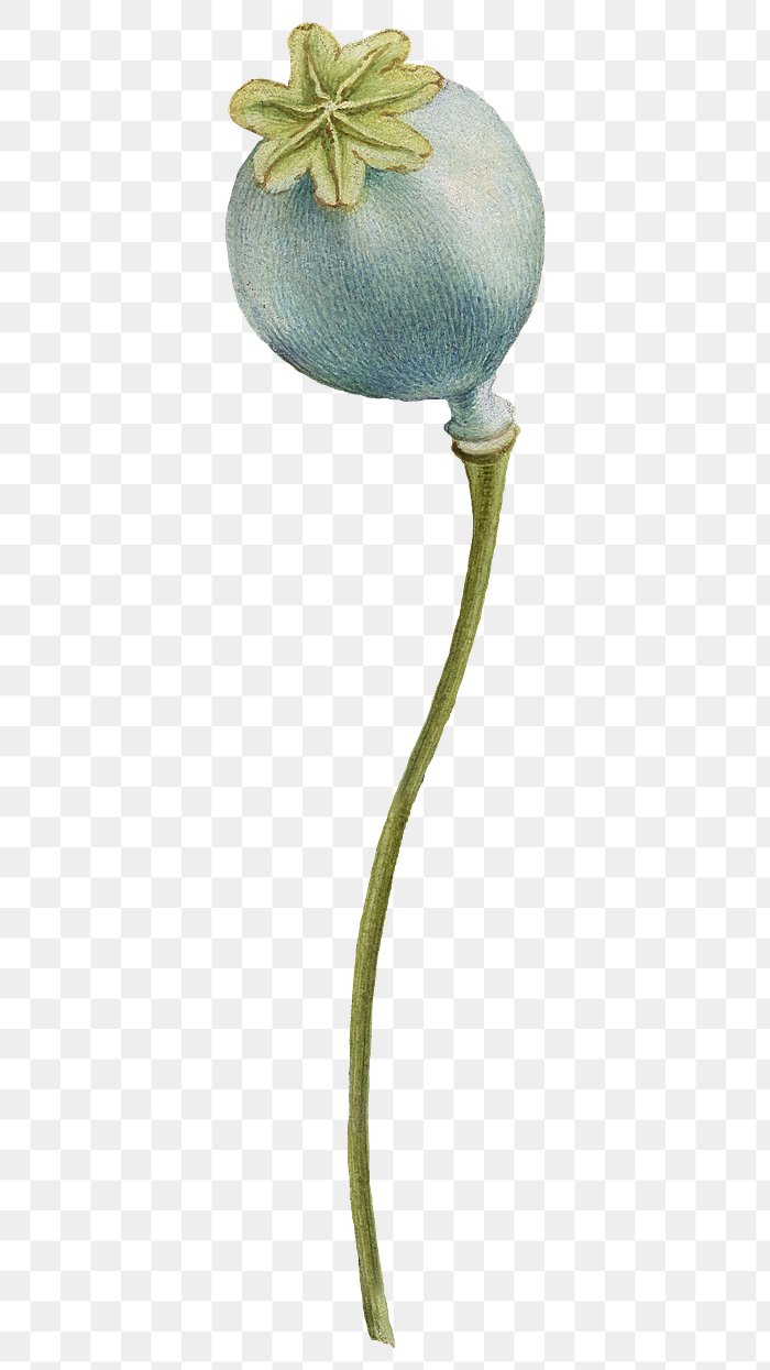 Opium Images | Free Photos, PNG Stickers, Wallpapers & Backgrounds ...