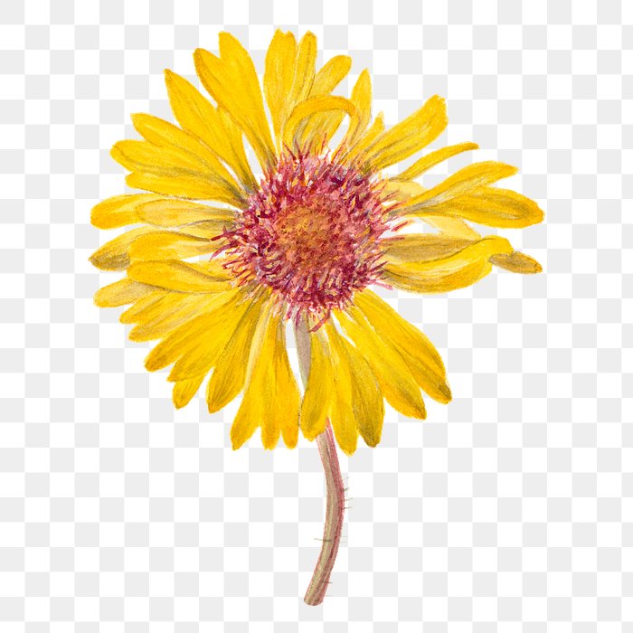 Free Vectors, PNGs, Mockups & Backgrounds - rawpixel