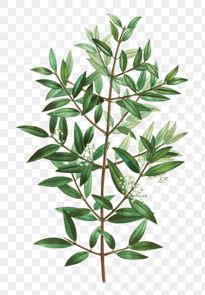 Olive Tree PNG Images | Free Vectors, PNGs, Mockups & Backgrounds ...