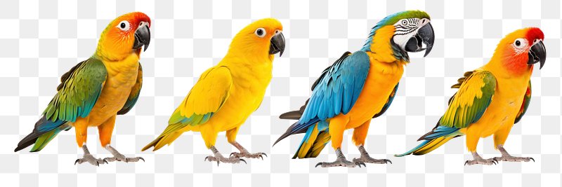 Colorful Parrots png transparent background | Premium PNG - rawpixel