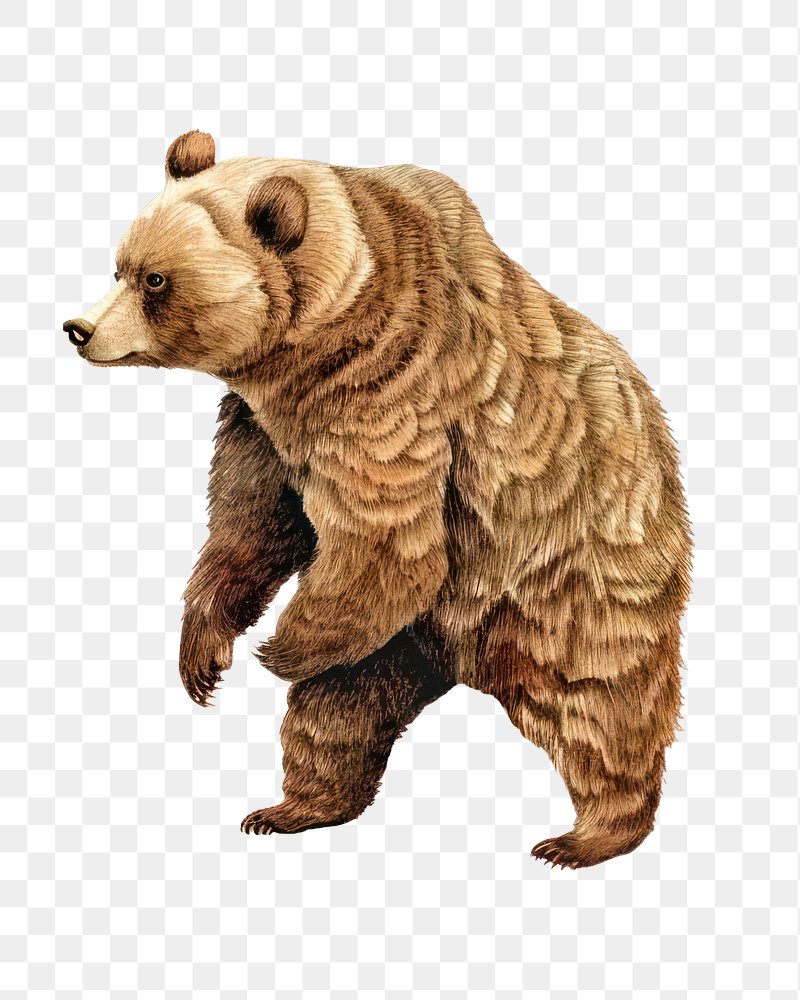 Bear Drawing Transparent Images | Free Photos, PNG Stickers, Wallpapers ...