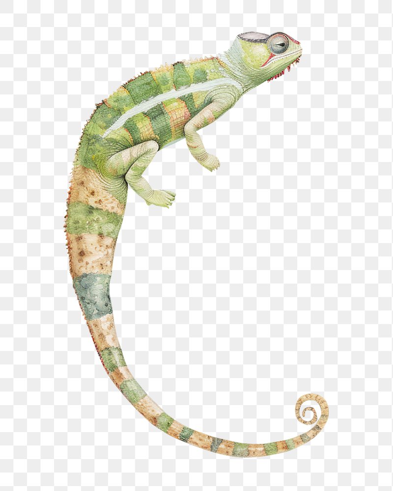 Gecko Iguana Isolated Reptile Images | Free Photos, PNG Stickers ...