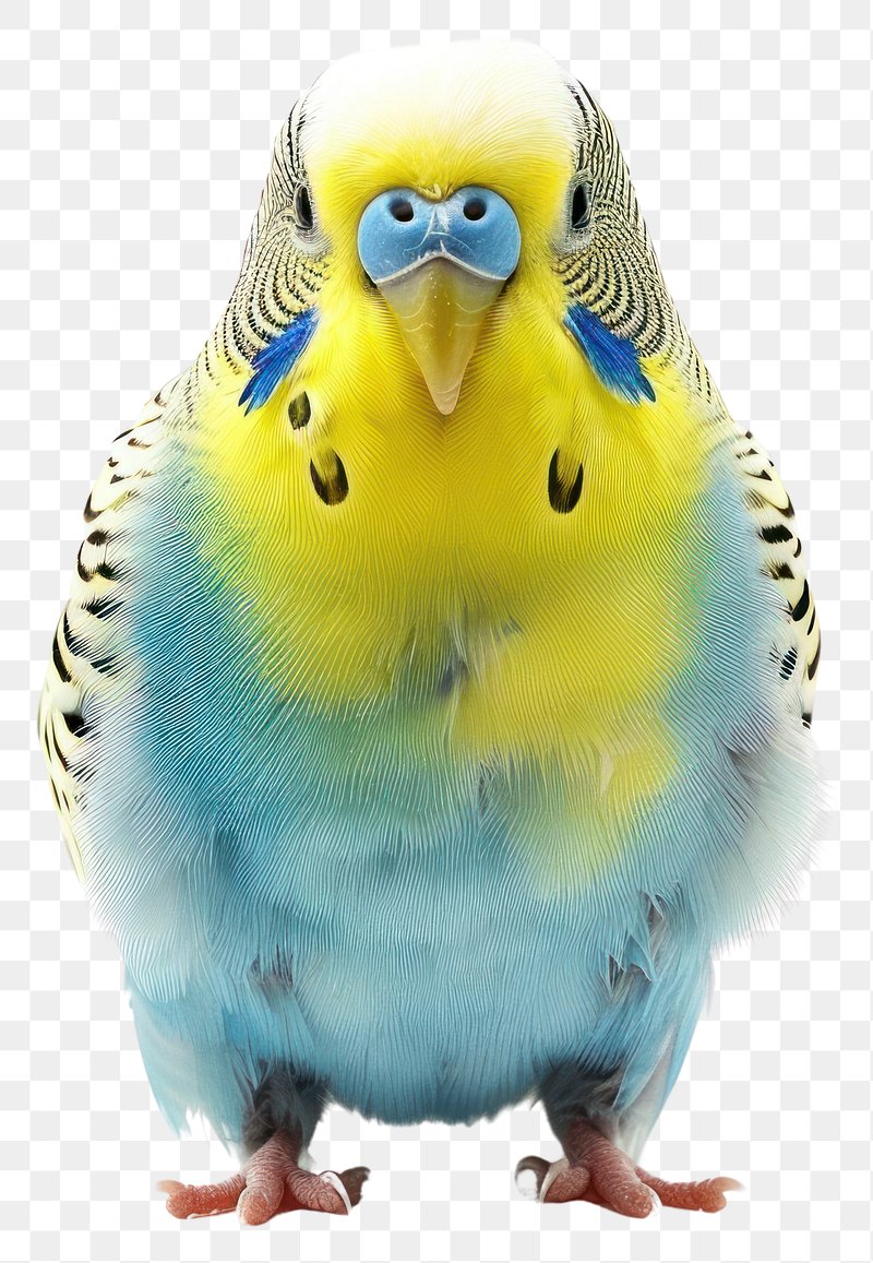 PNG Colorful parakeet white background | Free PNG - rawpixel