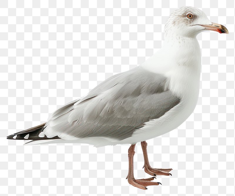 Seagull PNG Images | Free Photos, PNG Stickers, Wallpapers ...