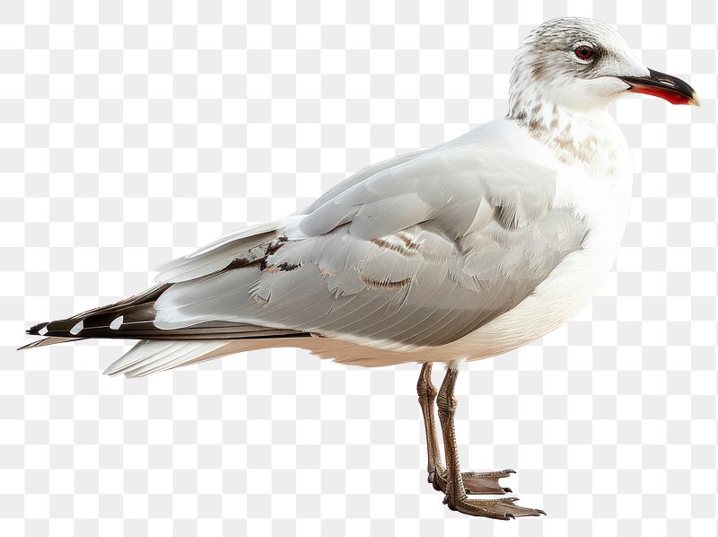 Seagull PNG Images | Free Photos, PNG Stickers, Wallpapers ...